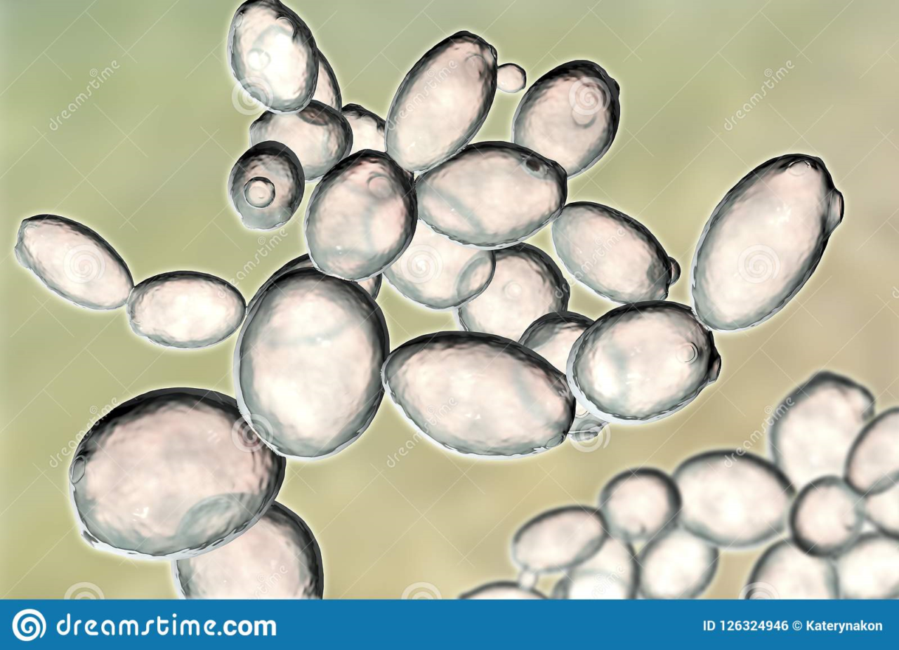 La Levure - Science 2 food
